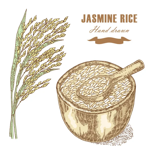 Rice plant drawing, Royalty-free Rice plant drawing Vector Images ...