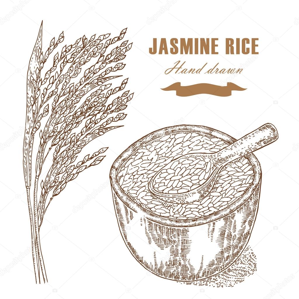 Thai jasmine rice in a bowl. Rice plant hand drawn. Vector — Stock ...