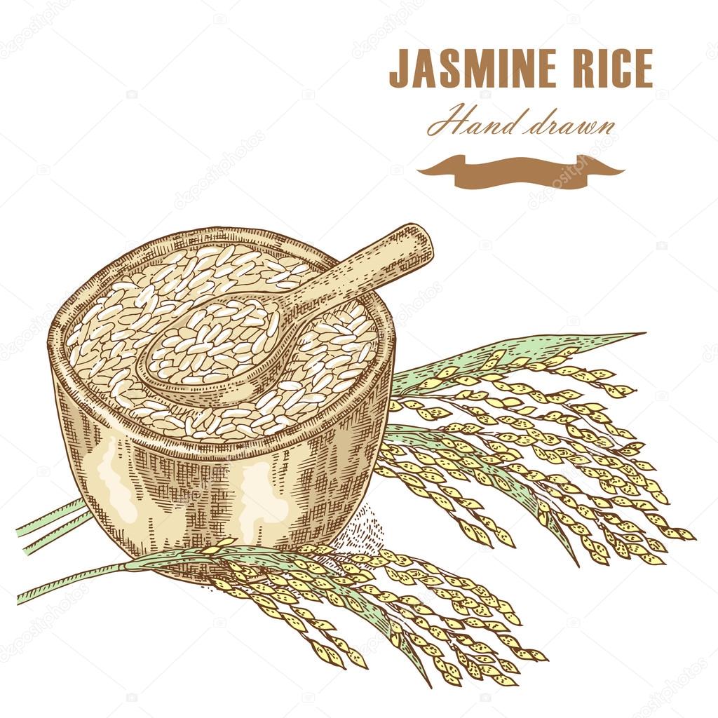 Thai jasmine rice in a bowl. Rice plant hand drawn. Vector — Stock ...