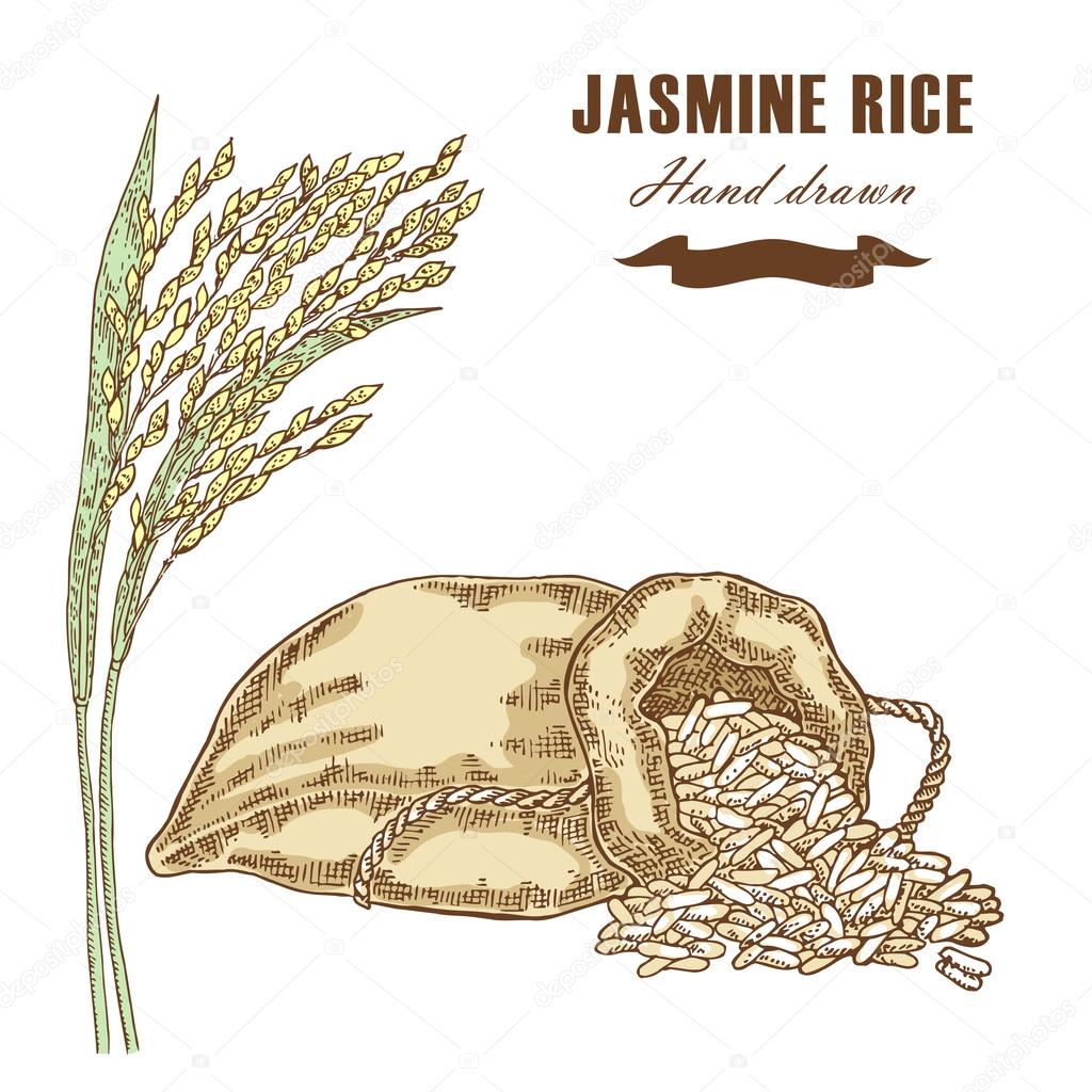 Thai jasmine rice in sack. Rice plant hand drawn. Vector — Stock Vector ...