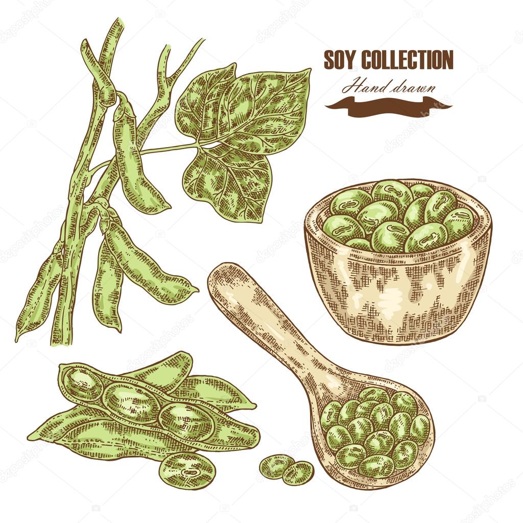 Hand drawn soy plant, soybean, wooden scoop with beans. Vector i ...