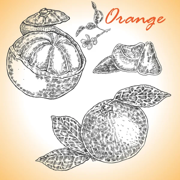 ᐈ Orange peel drawing stock illustrations, Royalty Free orange peel ...
