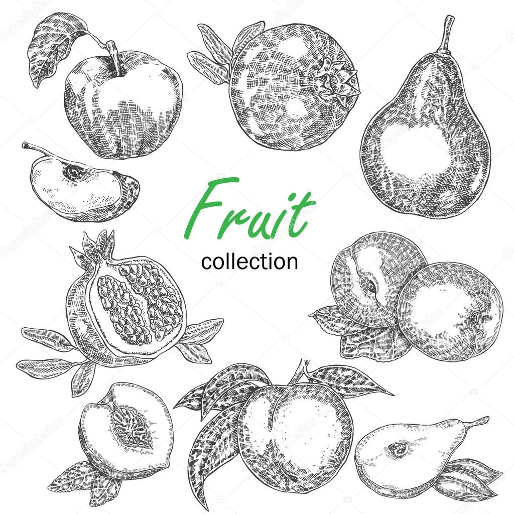 Collection detailed hand drawn fruit. Vector illustration in sketch ...