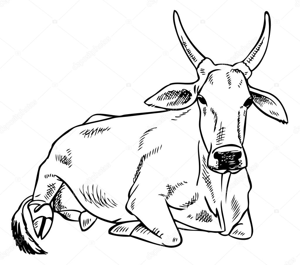 Zebu