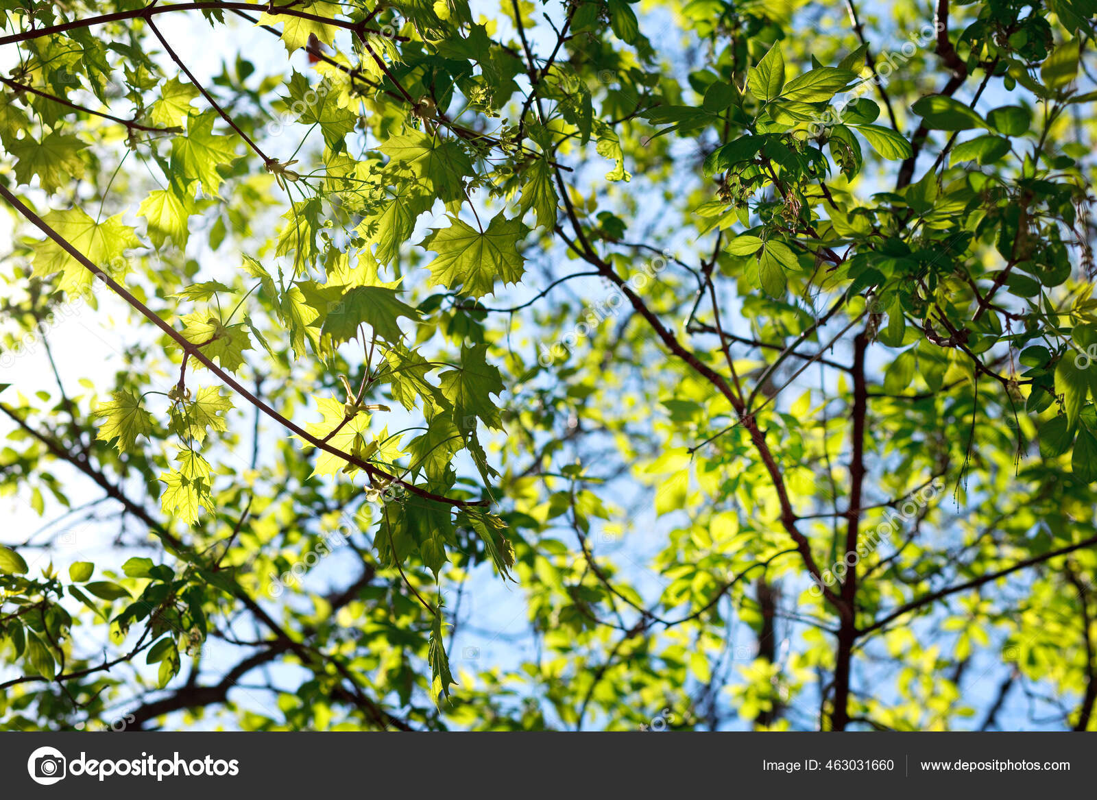 Nature Background Fresh Spring Maple Leaves Blue Sky Sun Light — Stock ...