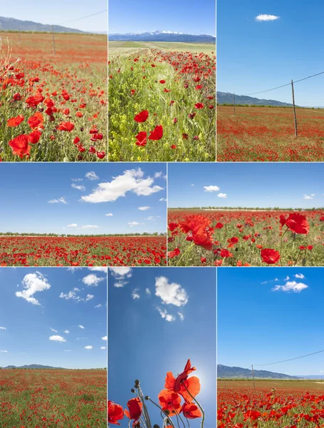 Panorama poppy field Stock Photos, Royalty Free Panorama poppy field ...