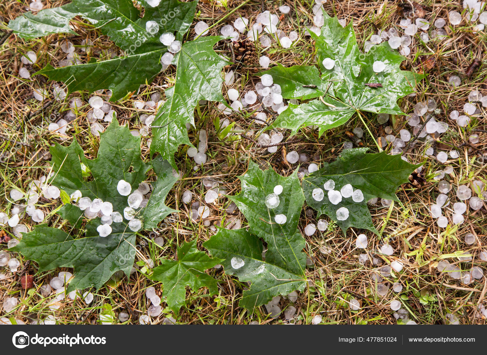 Hail Hailstorm Grass Torn Ripped Leaves Close Many Ice Balls — Stock ...