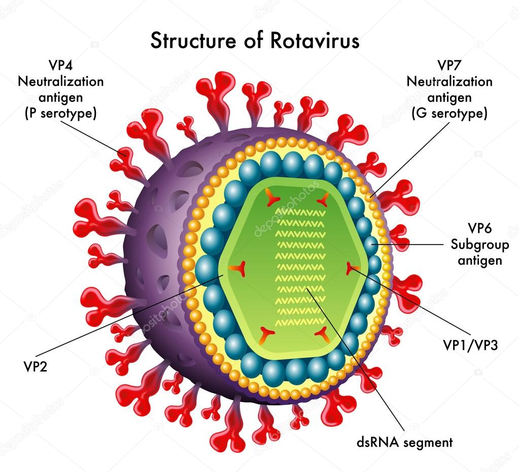 Ilustração médica da estrutura do rotavírus Vetor de ©rob3000 120837342