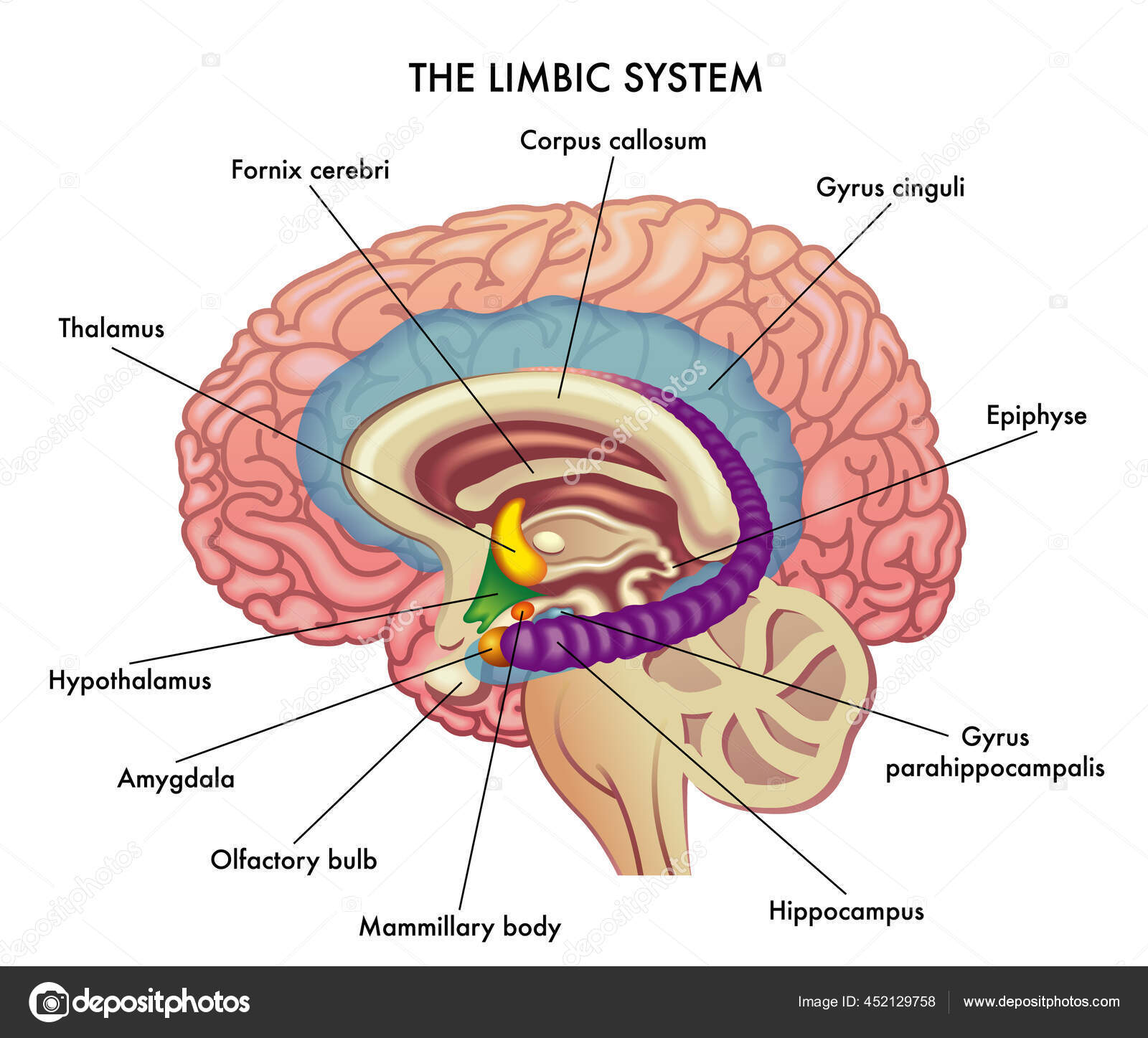 Medical Illustration Showing Limbic System Stock Vector Image by ...