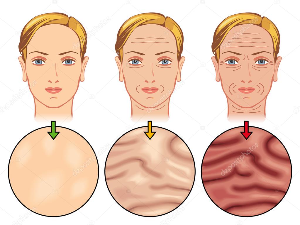 Human Skin aging — Stock Vector © rob3000 #76383389