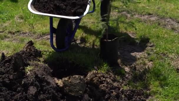 103 Tree planting process Videos, Royalty-free Stock Tree planting ...