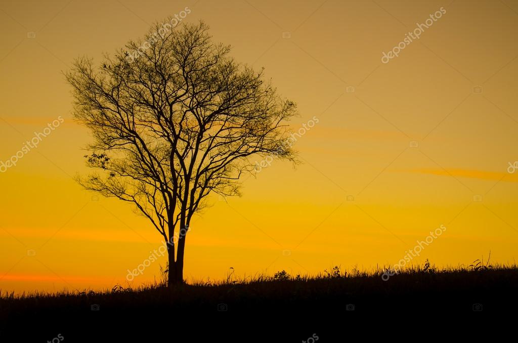 Sunset tree silhouette — Stock Photo © chaiyo #57912643