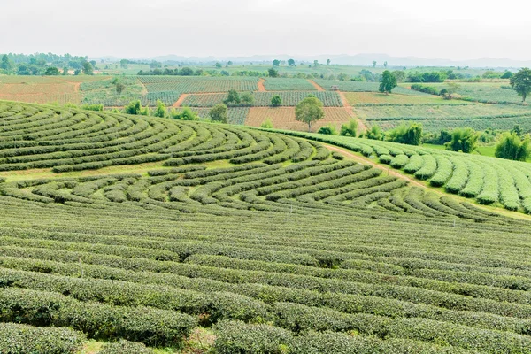 Choui Fong Tea farm, Chiang Rai Thailand - Stock Image - Everypixel