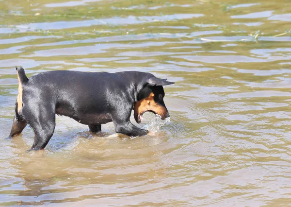 Doberman pisncher Stock Photos, Royalty Free Doberman pisncher Images ...