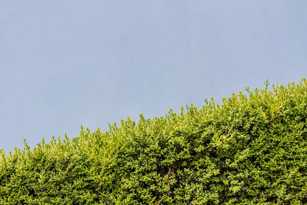 325 Common box tree Stock Photos | Free & Royalty-free Common box tree ...