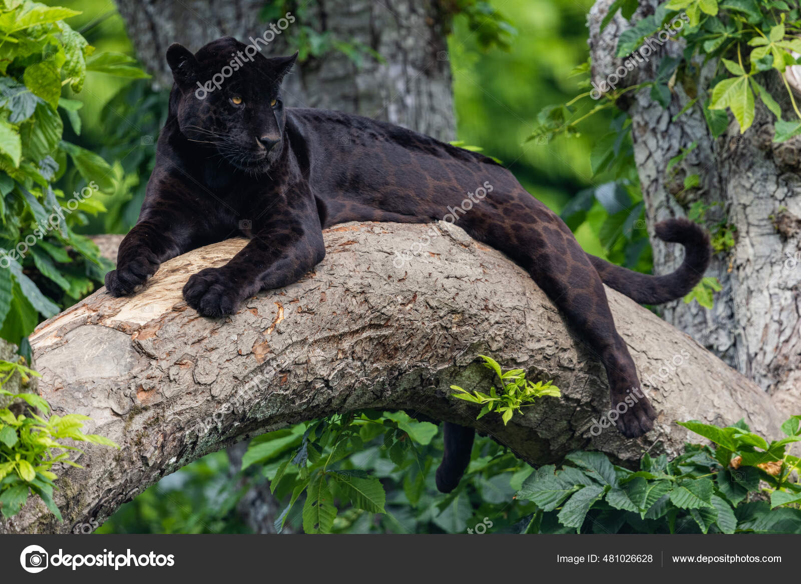 Black Jaguar In Tree