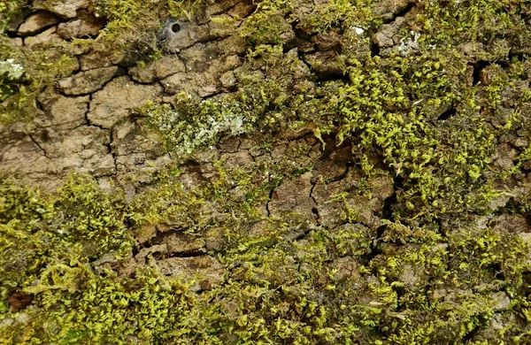 Moss seamless texture Stock Photos, Royalty Free Moss seamless texture ...