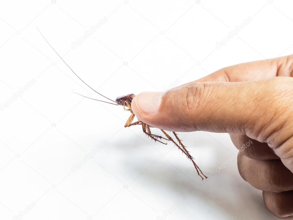 Hand holding brown cockroach — Stock Photo © P.Kanchana #83489478