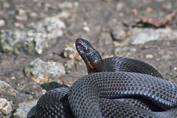 Black adder Stock Photos, Royalty Free Black adder Images | Depositphotos