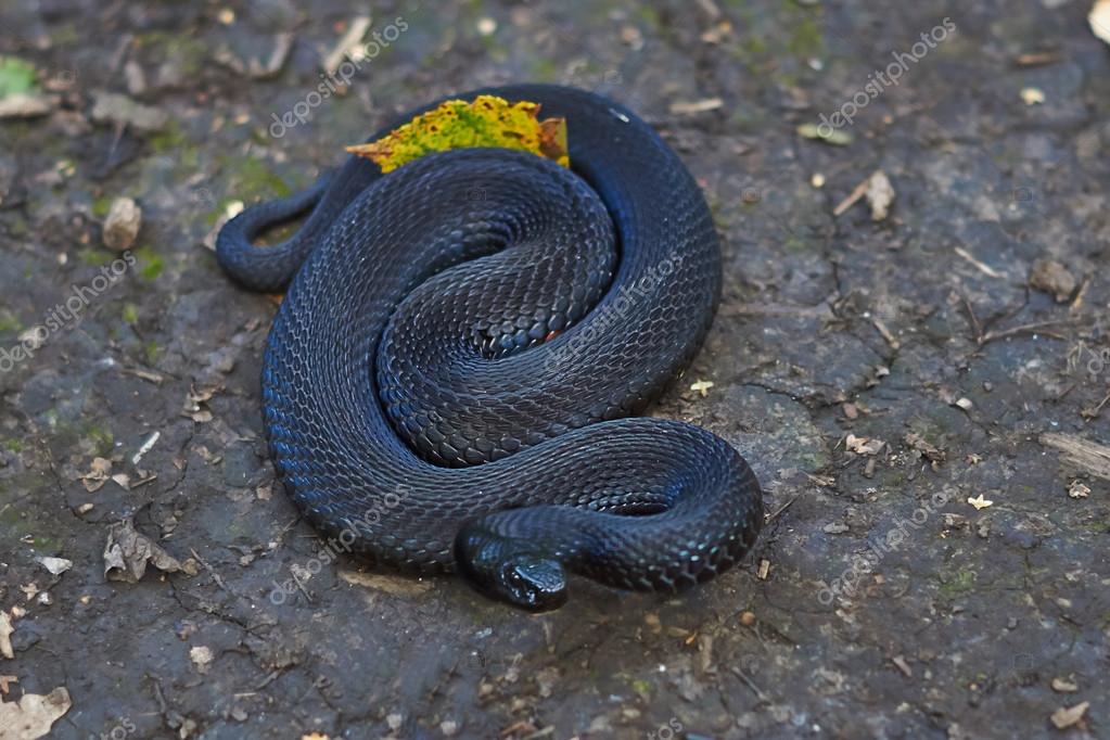 Blackadder Snake