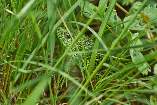 Sand lizard Stock Photos, Royalty Free Sand lizard Images | Depositphotos