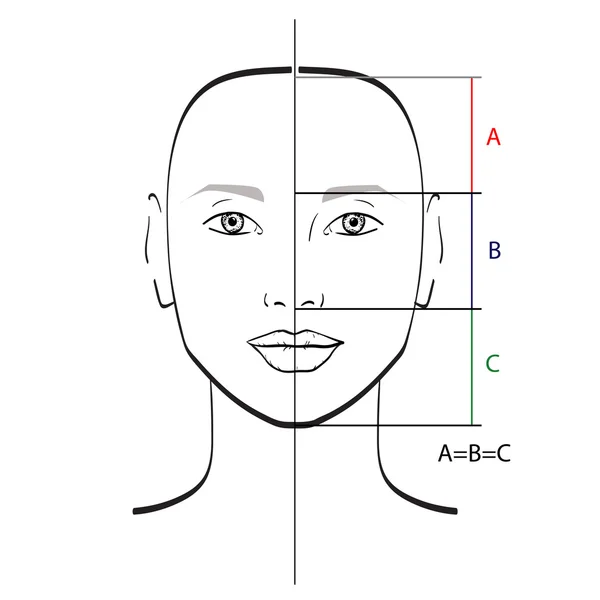 Facial proportions Vector Art Stock Images | Depositphotos
