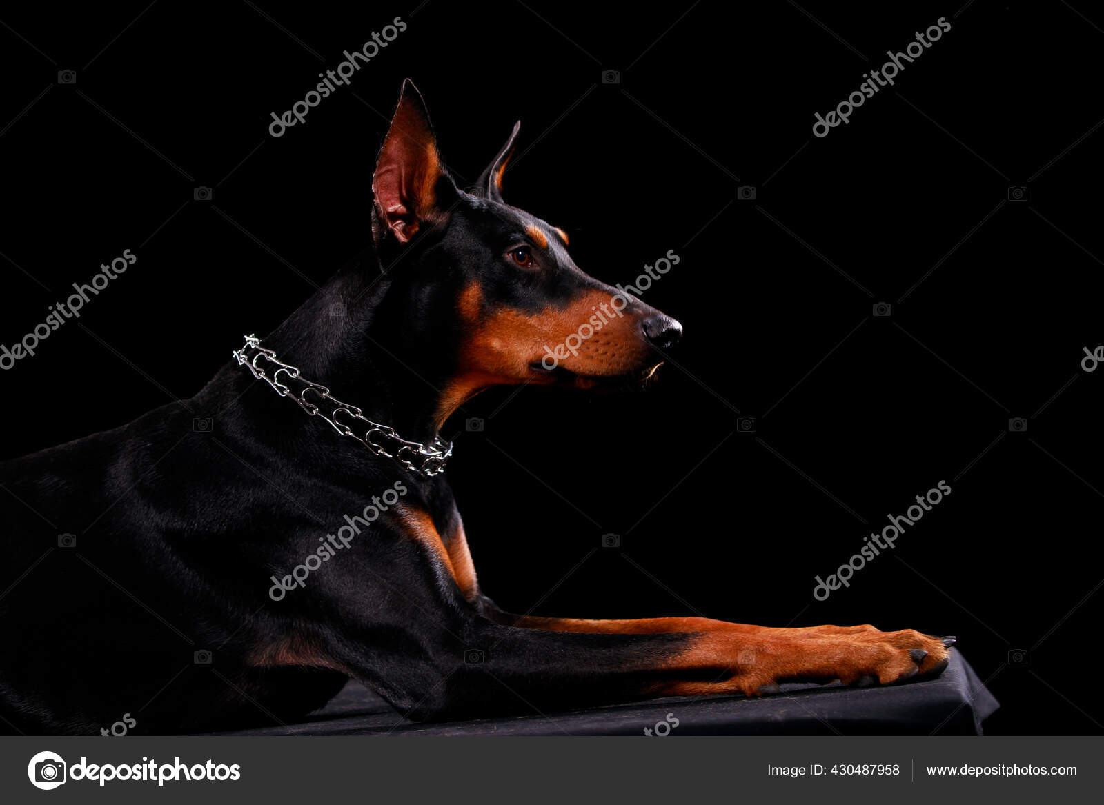 Side view of a Doberman dog lying looking forward. The animal is shot ...
