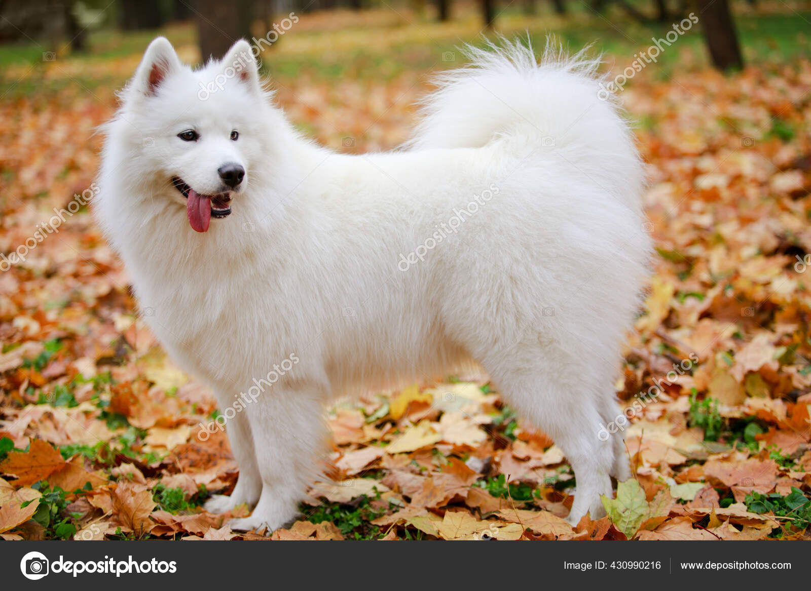 Are Samoyeds Spitz