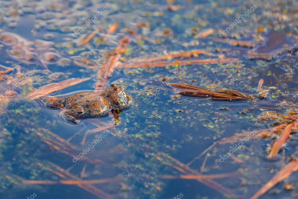 Hermosa rana de color Sapo común - Bombina bombina se encuentra en la ...