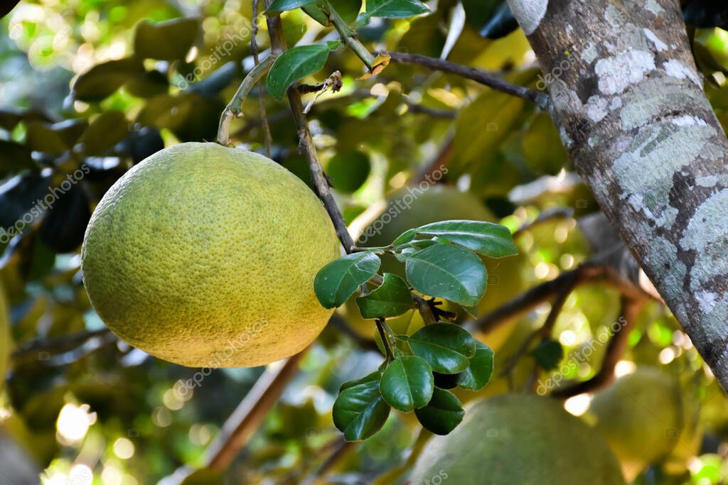 Un gran pomelo verde redondo colgando de su árbol. Tiene un sabor ...