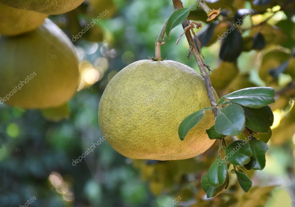 Un gran pomelo verde redondo colgando de su árbol. Tiene un sabor ...