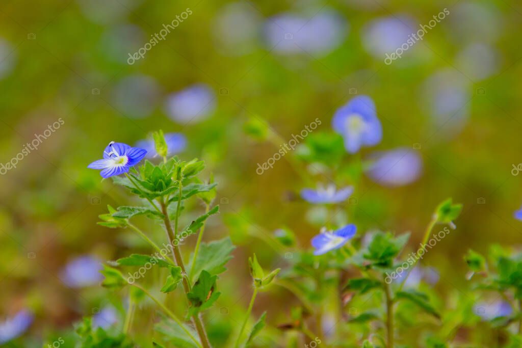 Primer plano de flores azules del pozo de ma z con enfoque selectivo y ...