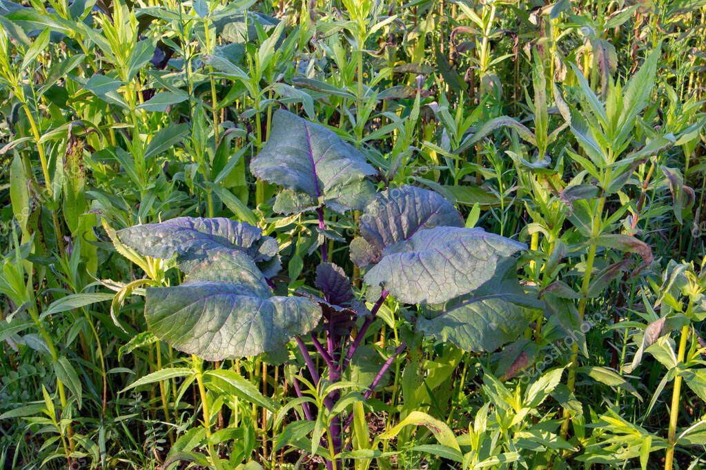 Planta de mostaza de hoja púrpura que crece en un campo con otras ...