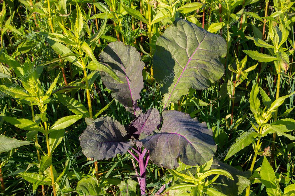 Planta de mostaza de hoja púrpura que crece en un campo con otras ...