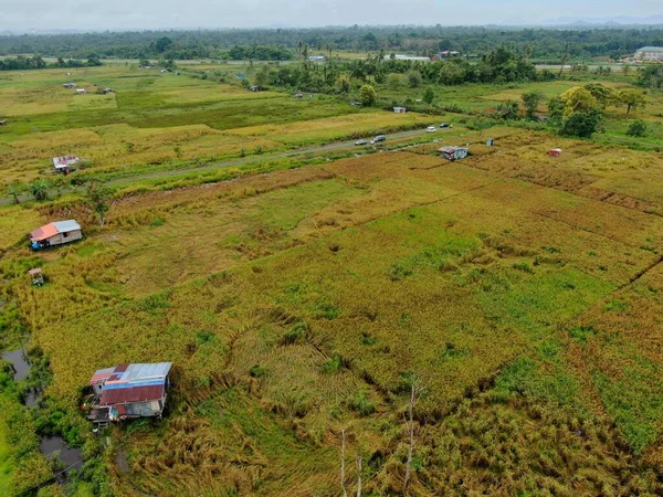 A top down aerial view of a paddy field with farmers at work. Located ...