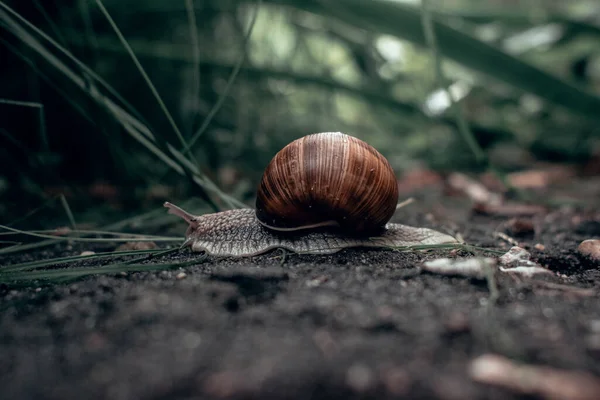 Raisin escargot Stock Photos, Royalty Free Raisin escargot Images ...