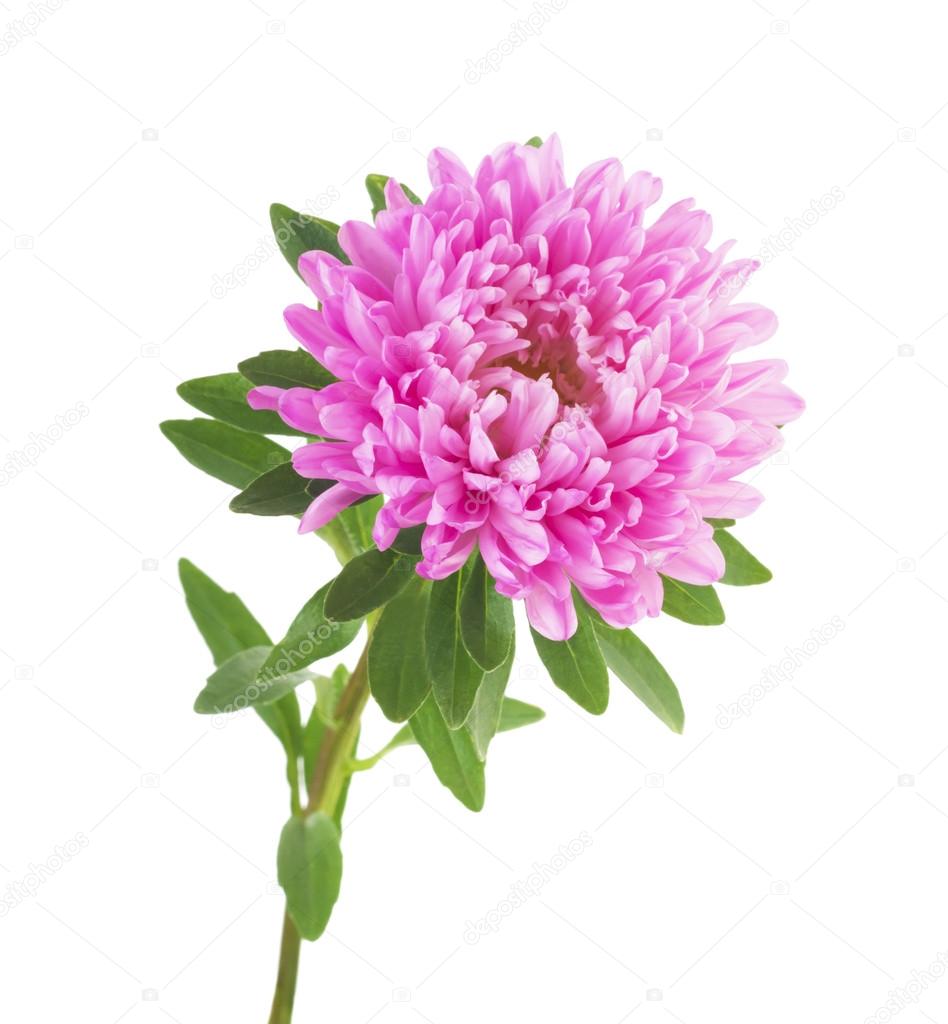 Pink aster flower Stock Photo by ©ulkan 83359782