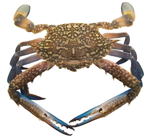 Aggressive crab Stock Photos, Royalty Free Aggressive crab Images ...