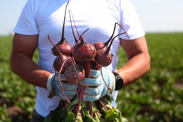 Harvesting beets. New harvest of vegetables. Summer season for picking ...
