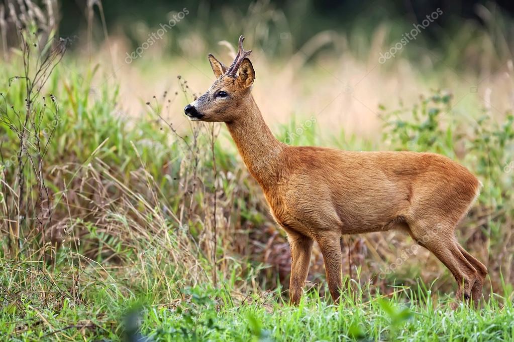 Buck deer in a clearing — Stock Photo © johan10 #63913009