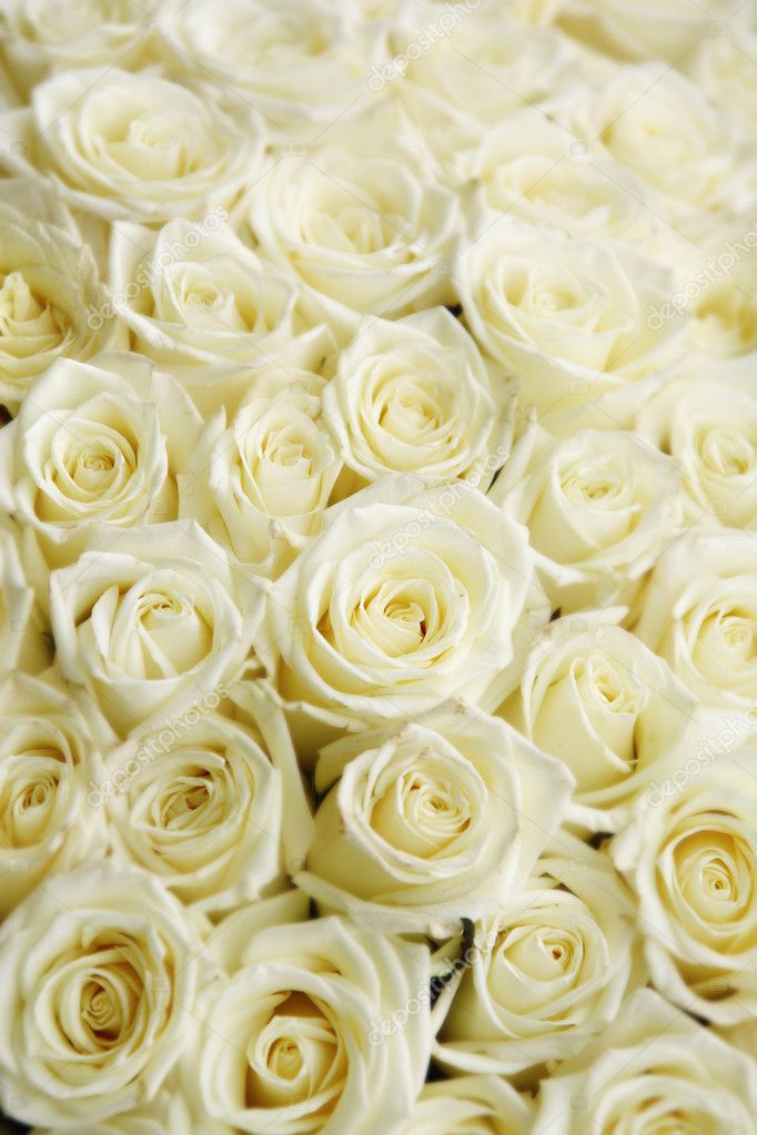 Huge Bouquet Of White Roses