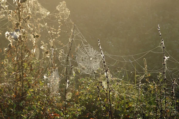 Indian summer and cobwebs Stock Photos, Royalty Free Indian summer and ...