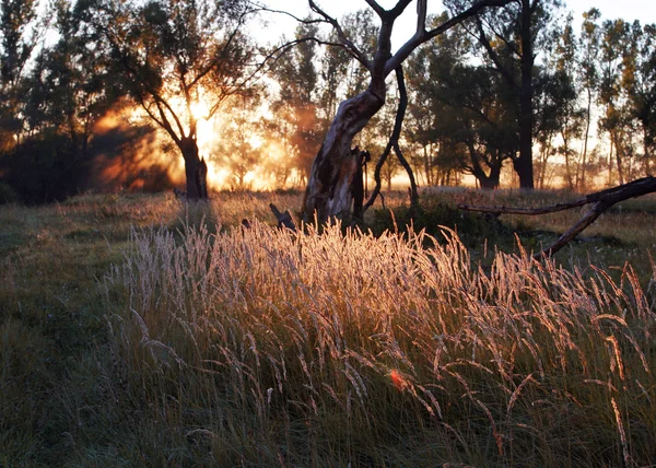 Canberra landscape Stock Photos, Royalty Free Canberra landscape Images ...