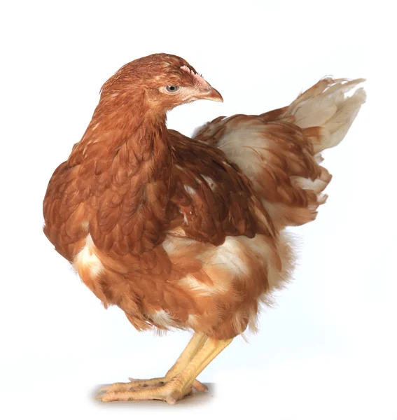 Poules images libres de droit, photos de Poules | Depositphotos