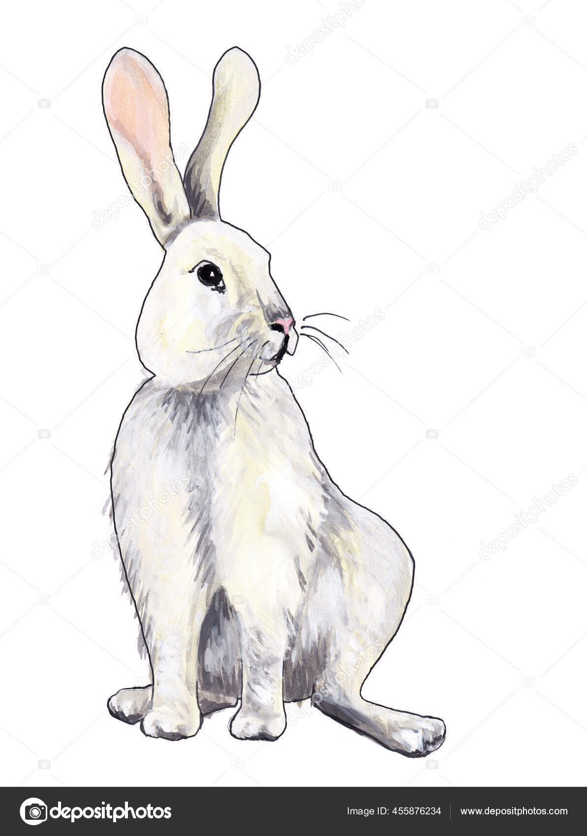Isolated Illustration White Rabbit Hand Drawn Watercolor White ...