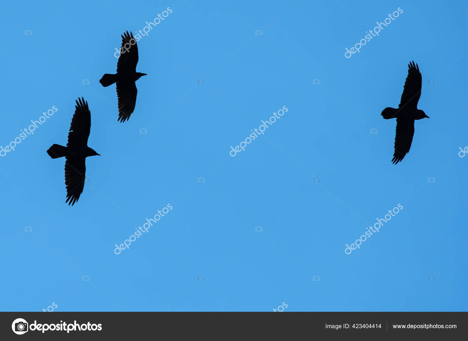 Three Common Ravens Flying Blue Sky — Stock Photo © rck953 #423404414