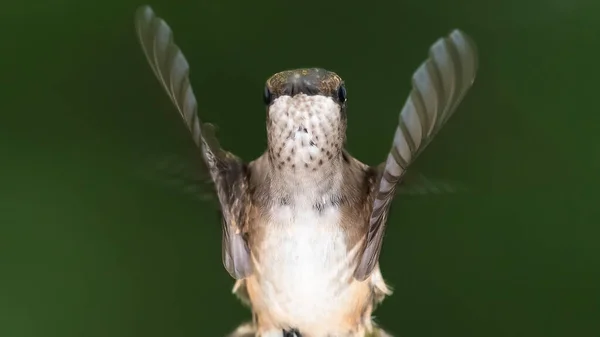 Posture un oiseau fotos de stock, imágenes de Posture un oiseau sin ...