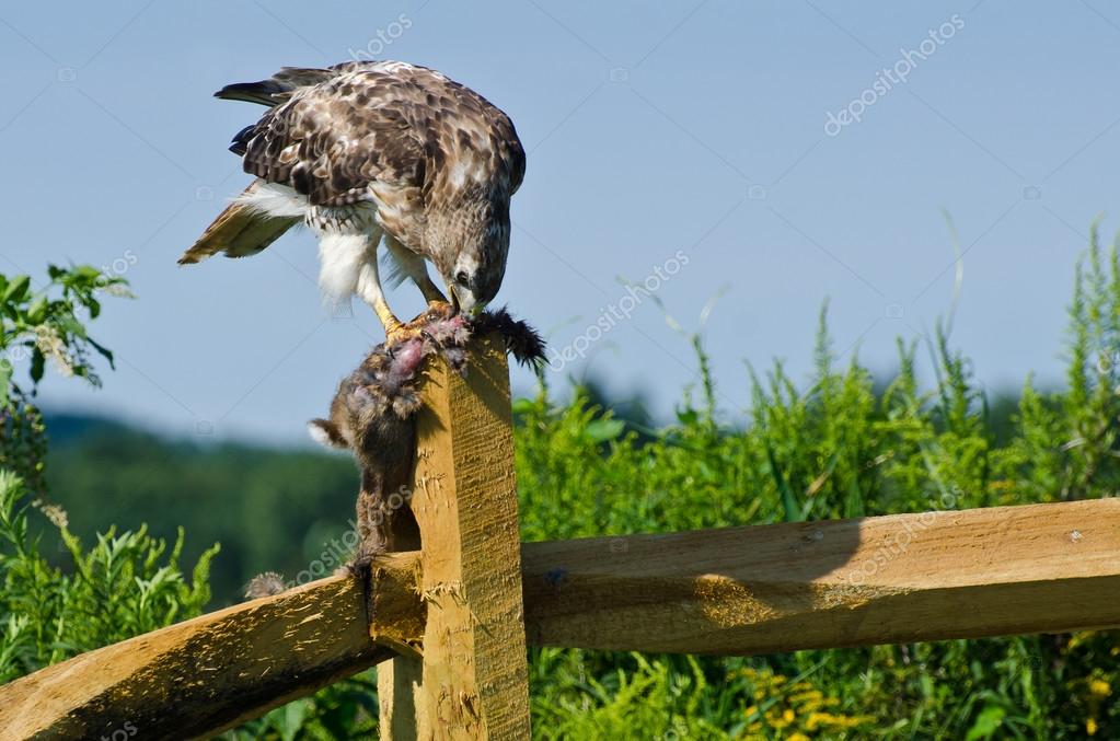 Hawk Eating Rabbit