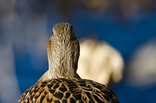 Female Mallard Duck Looking Out Over the Lake (Viewed From Behind ...