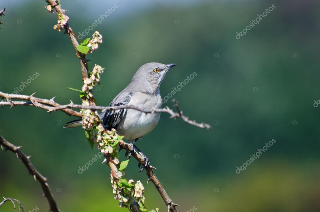 Mockingbird In Real Life